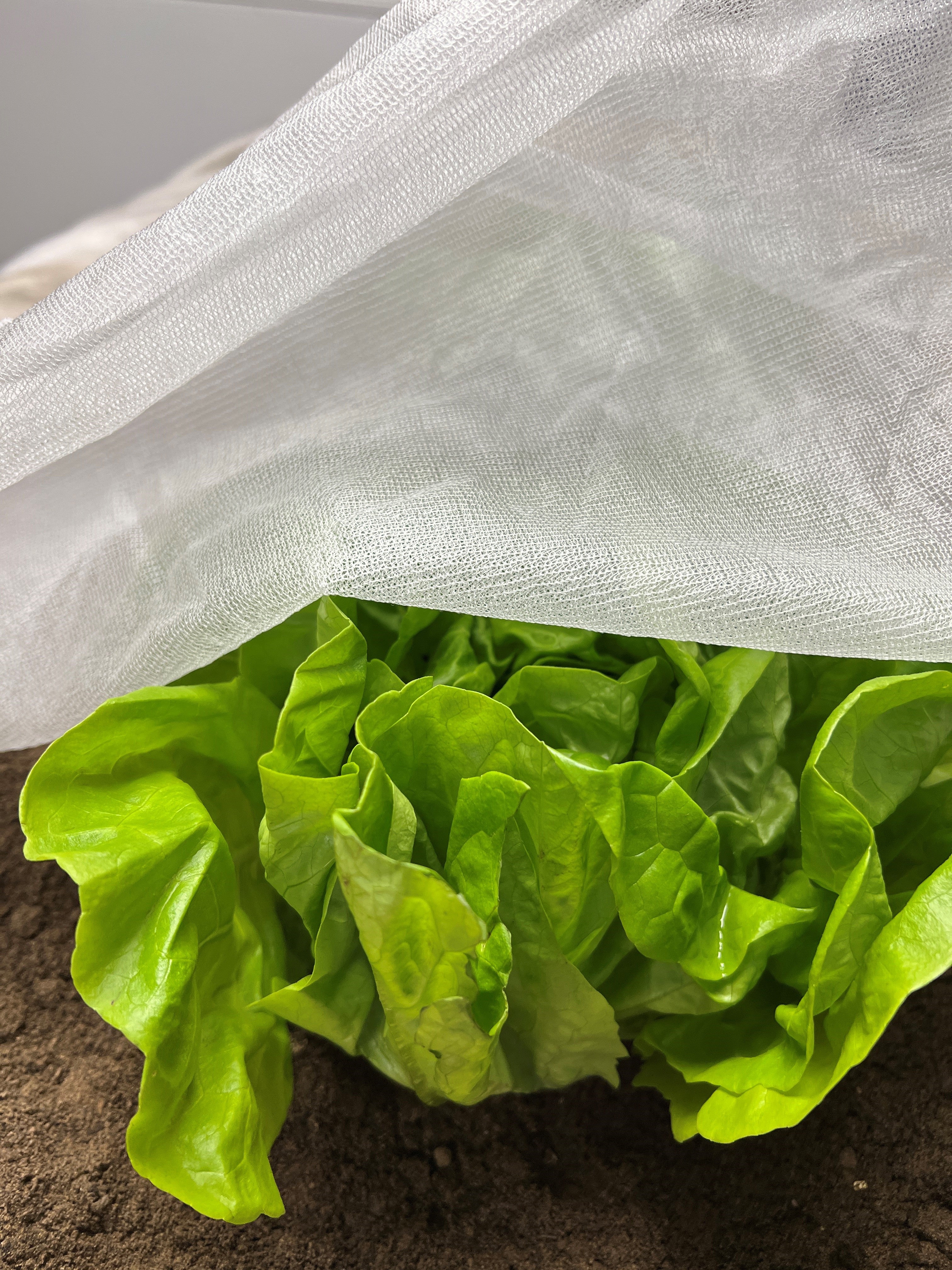 What is garden fleece and how to use it to protect against frost in wi