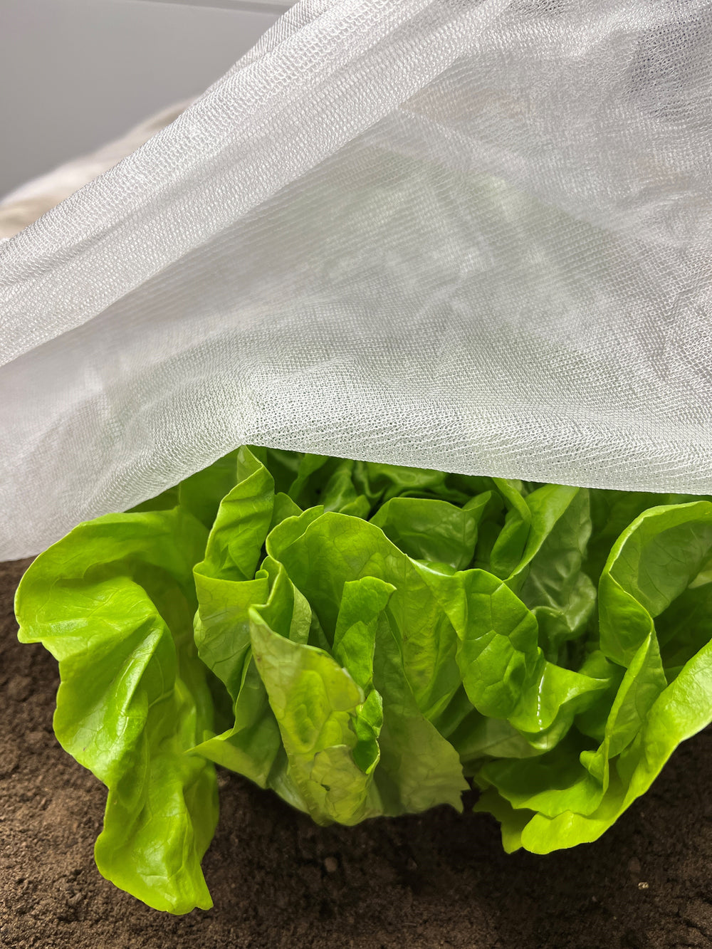 What is garden fleece and how to use it to protect against frost in wi