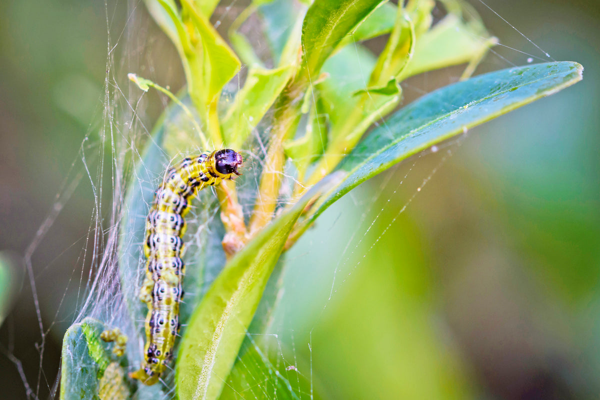 Box moth and box caterpillar