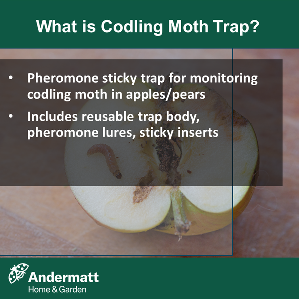 Codling Moth Trap UK - £8.99 with 2 Pheromone Refill Lures, Free Next ...