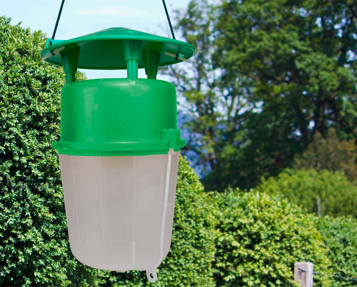 Raspberry beetle trap