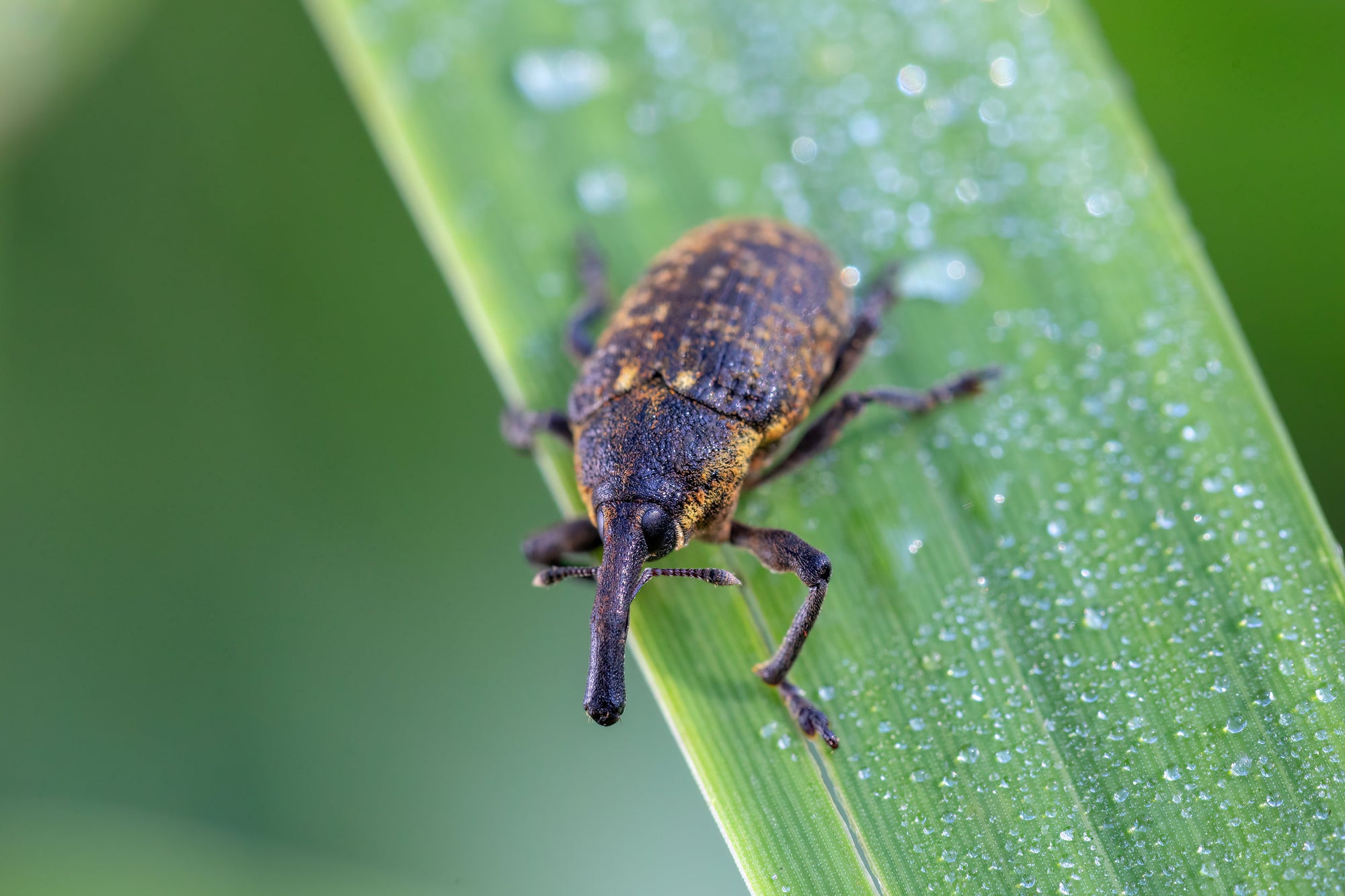 Raspberry beetle trap