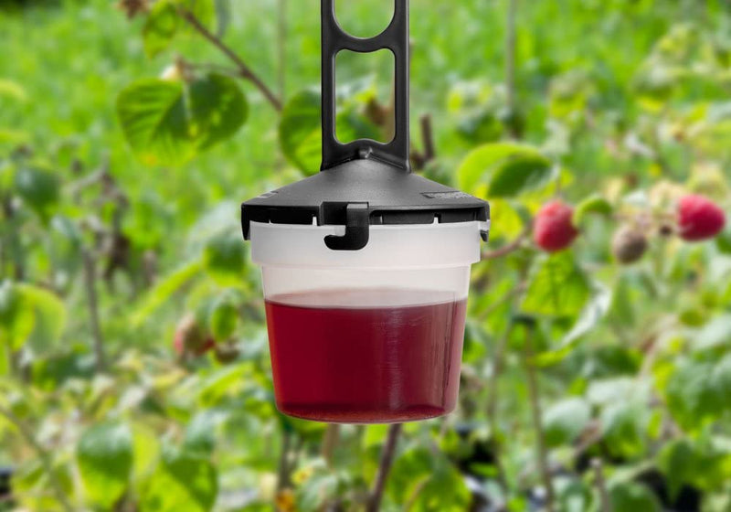 Drosal® Pro SWD traps