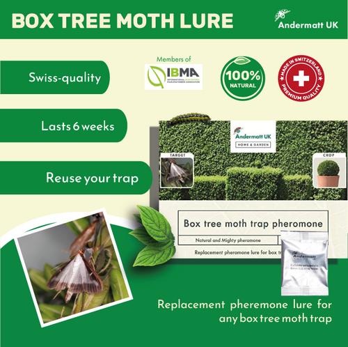 Box tree moth trap refill