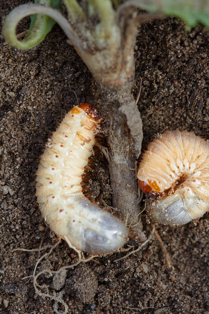 MightyNem® Chafer Grub Killer