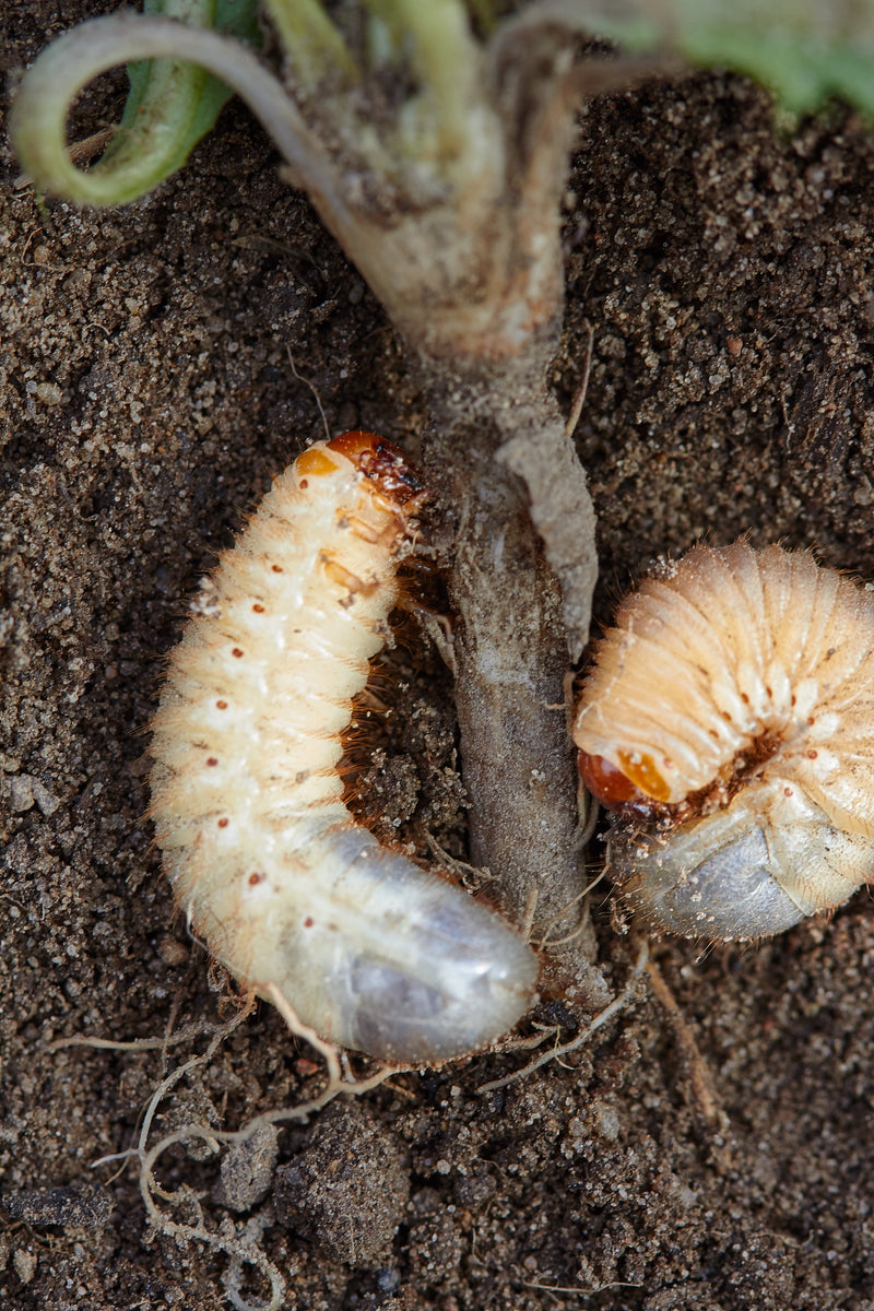 MightyNem® Chafer Grub Killer
