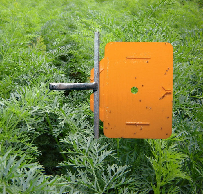 Rebell® Carrot Fly Trap